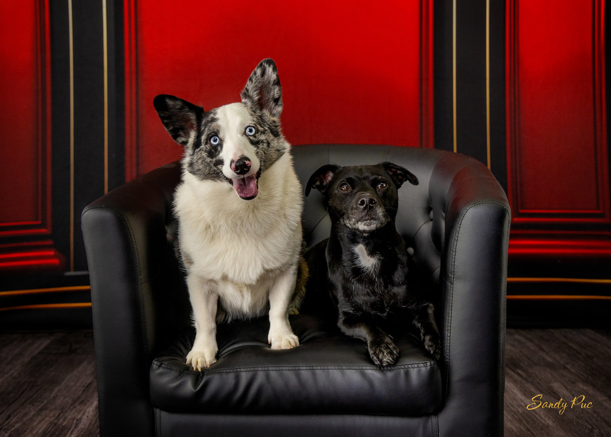 PETS - Sandy Puc Photography