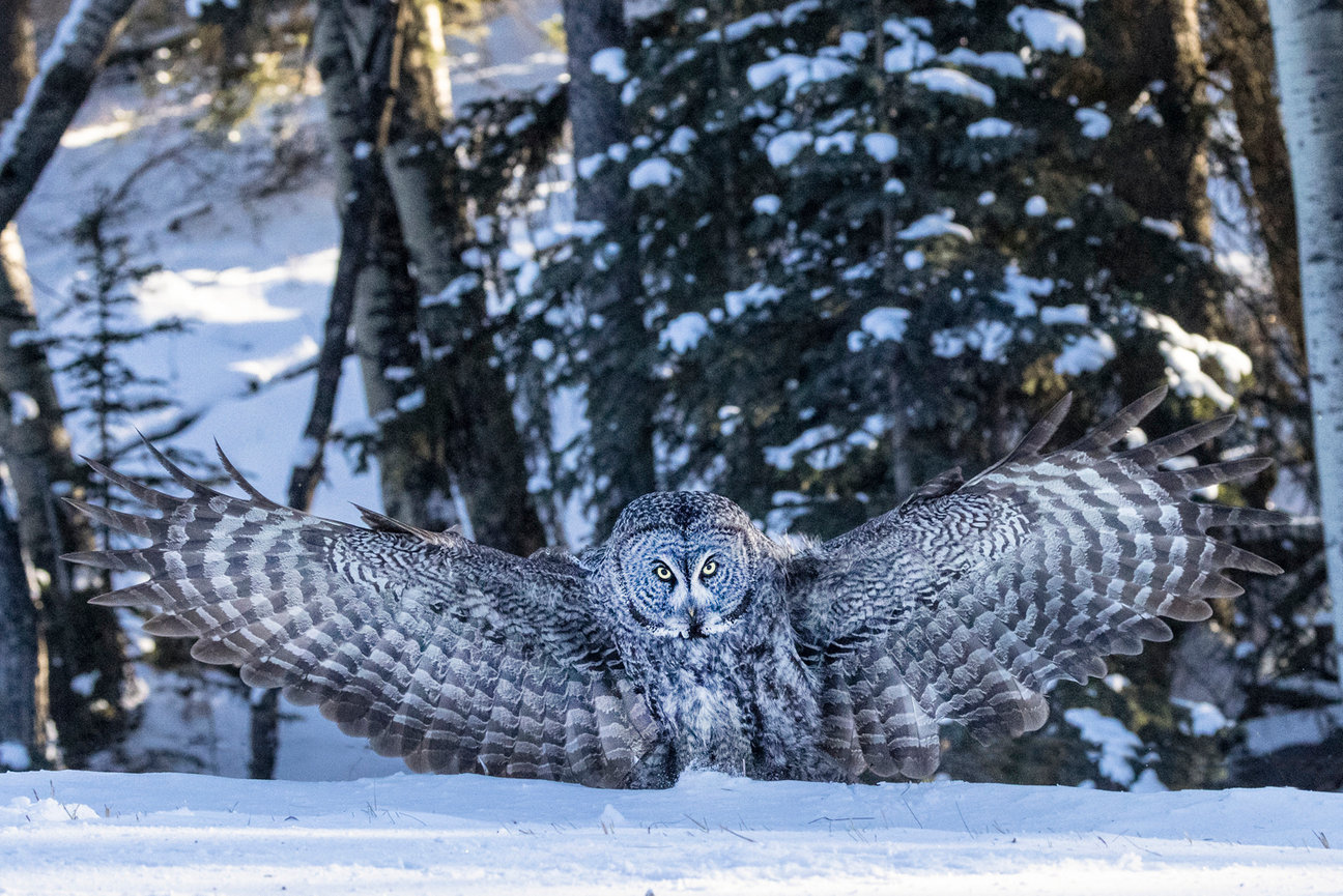 Great gray owls 2027 - Jim Zuckerman photography & photo tours