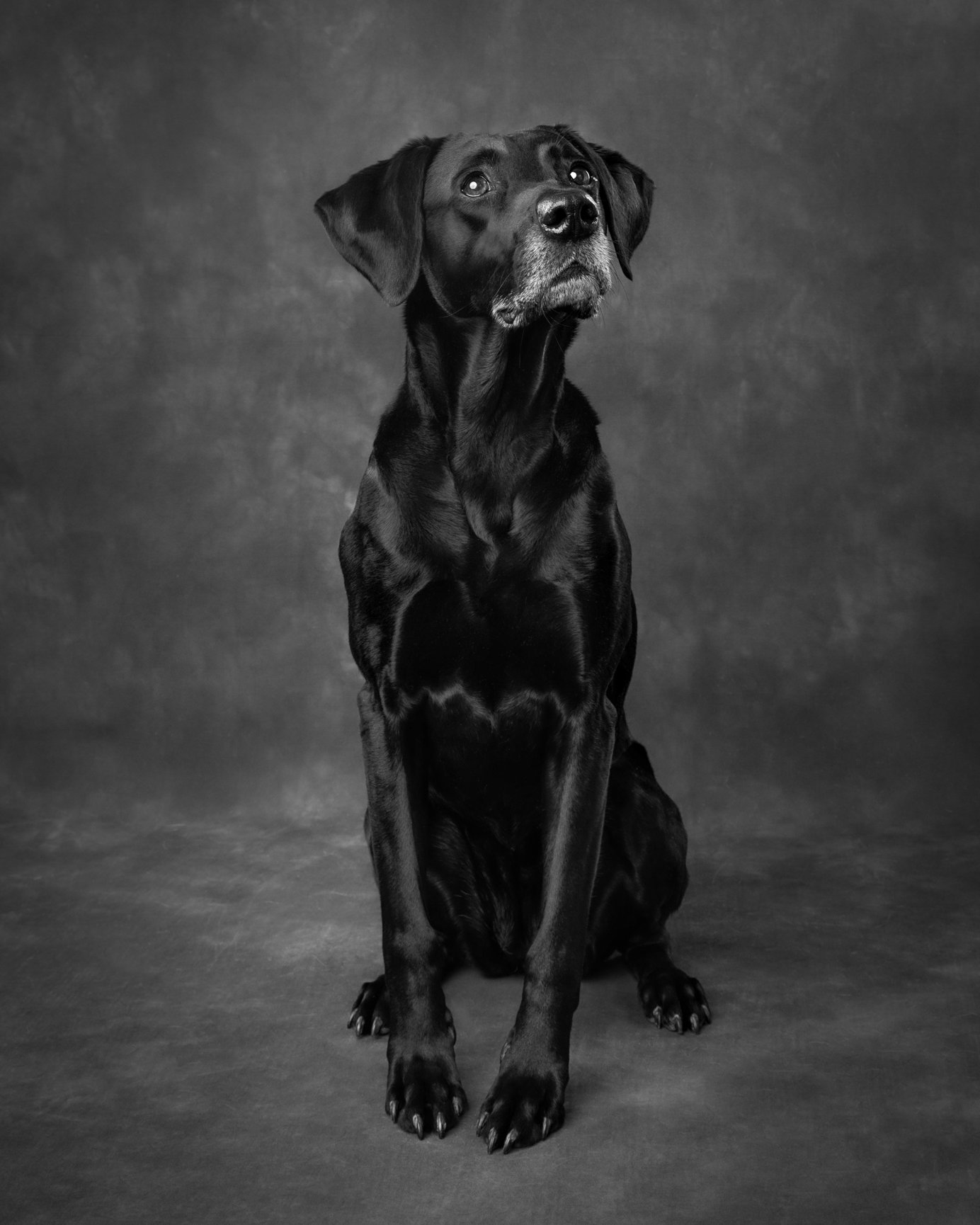 Dog Portraits | Fairfield, OH | Anjali Fong Photography