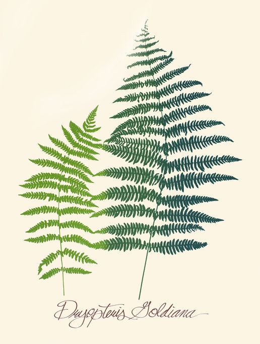 Fern Nature Prints - Longstreet Collection
