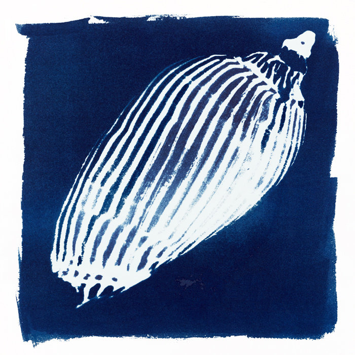 Cyanotype Shells - Longstreet Collection