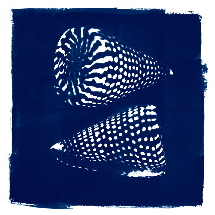 Cyanotype Shells - Longstreet Collection