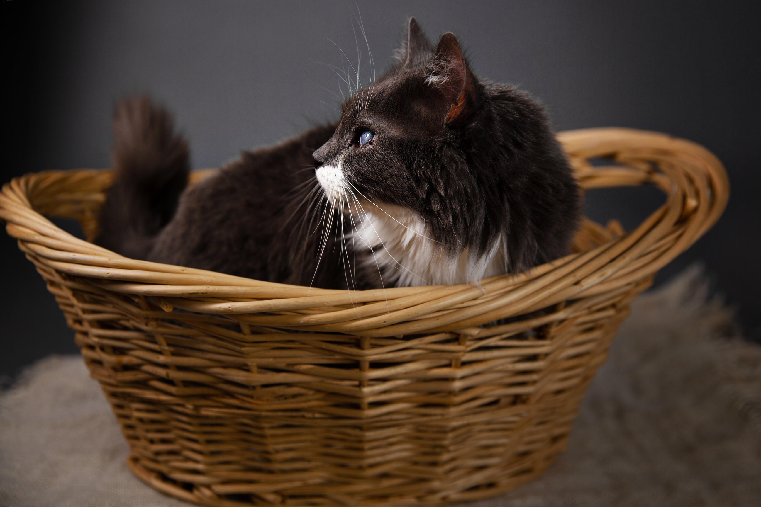 Atlanta, GA Best Pet Photographer
