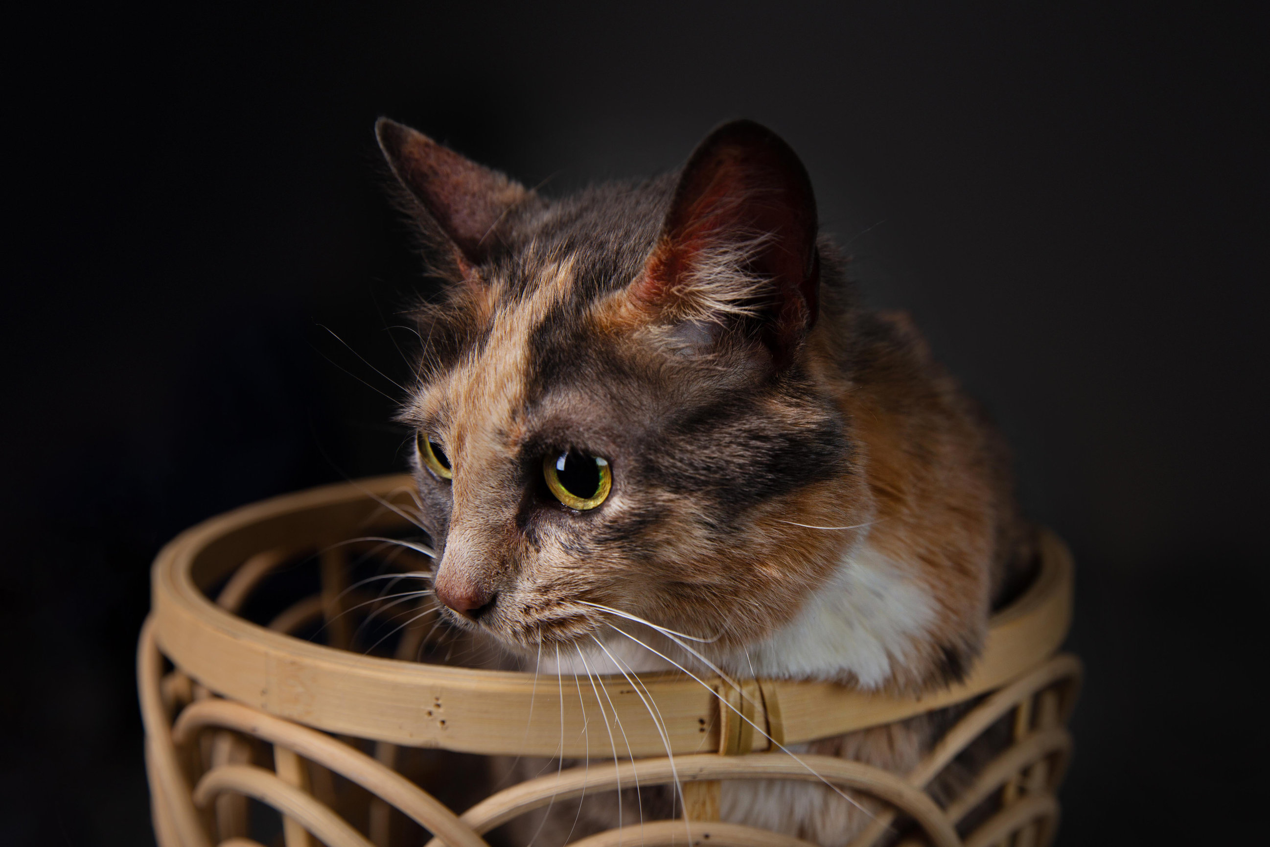 Atlanta, GA Best Pet Photographer