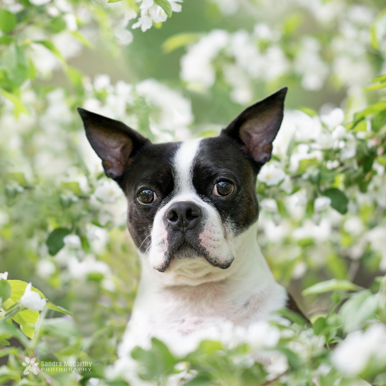 Using Elements in the environment to frame your photography subject ...