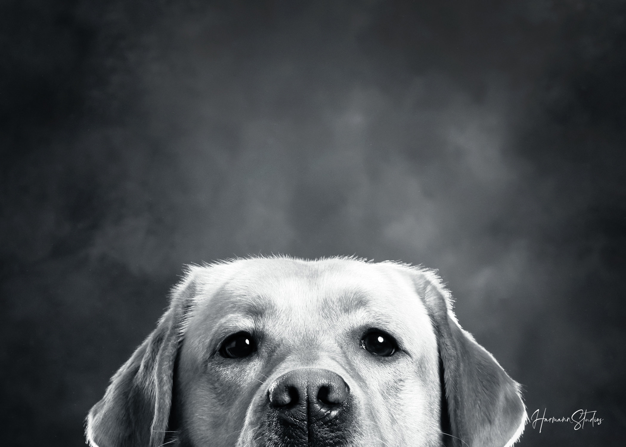 HOME - Harmann Studios