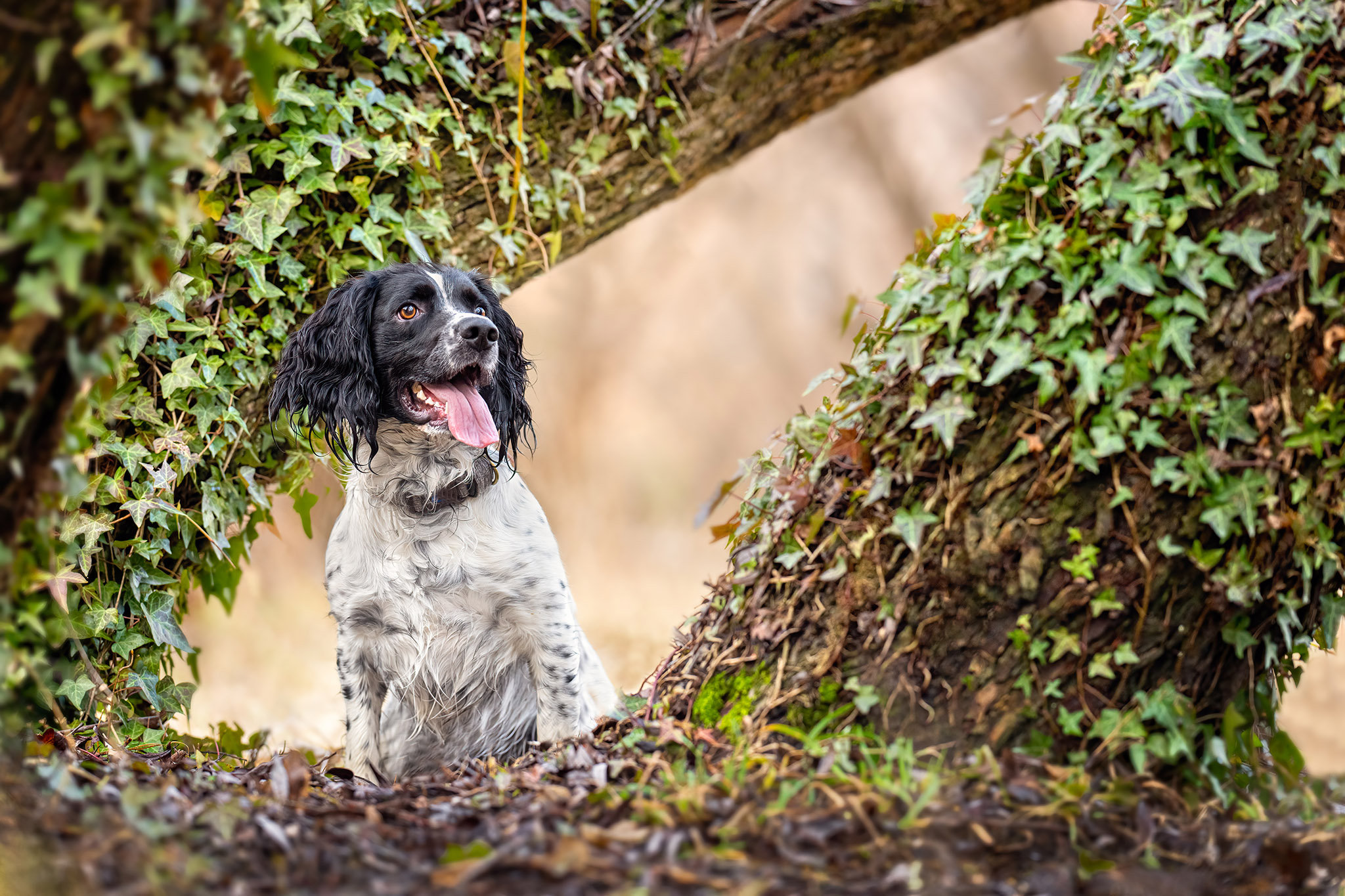 Creating sensational photographs of your pets using leading lines