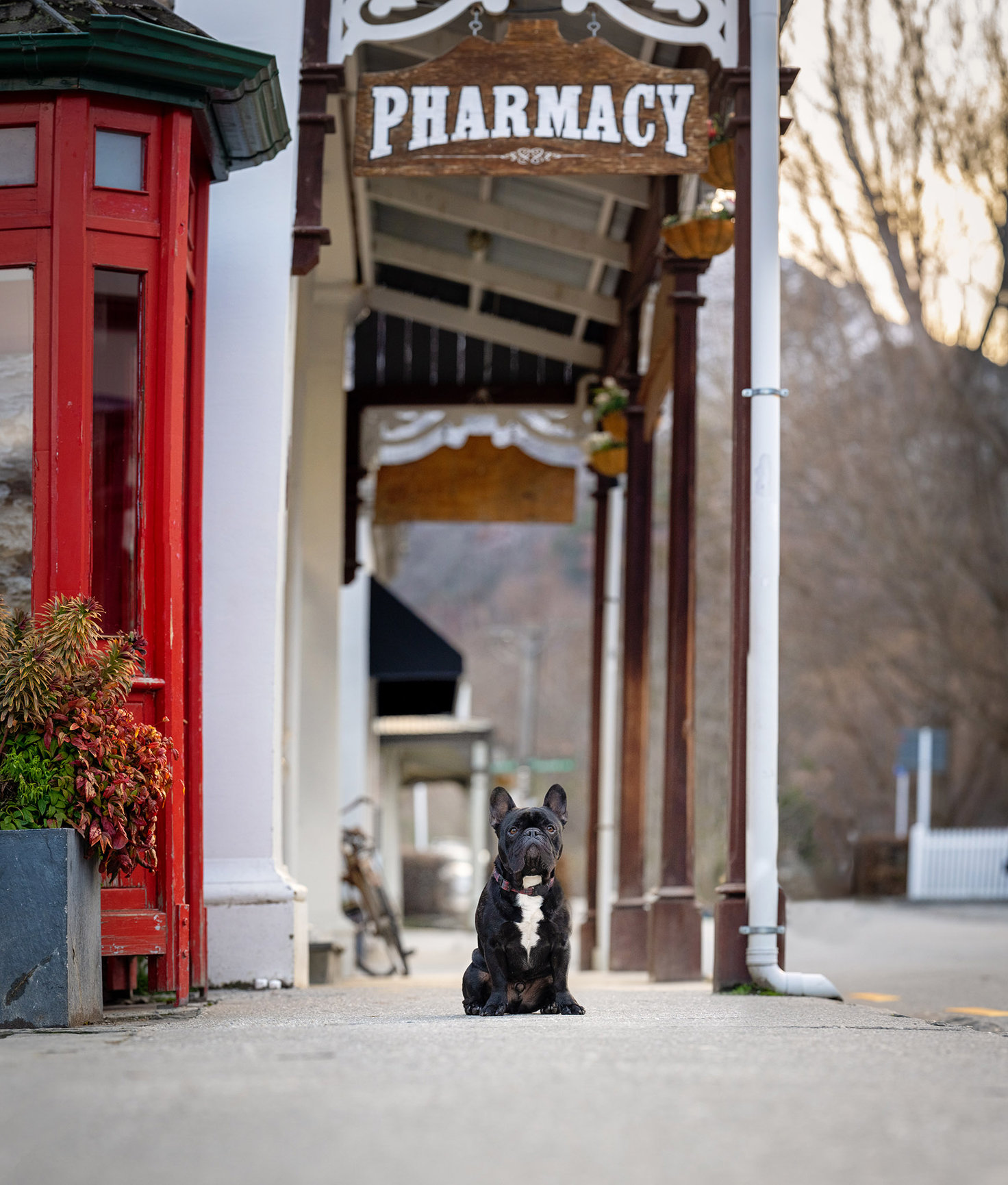 Creating sensational photographs of your pets using leading lines