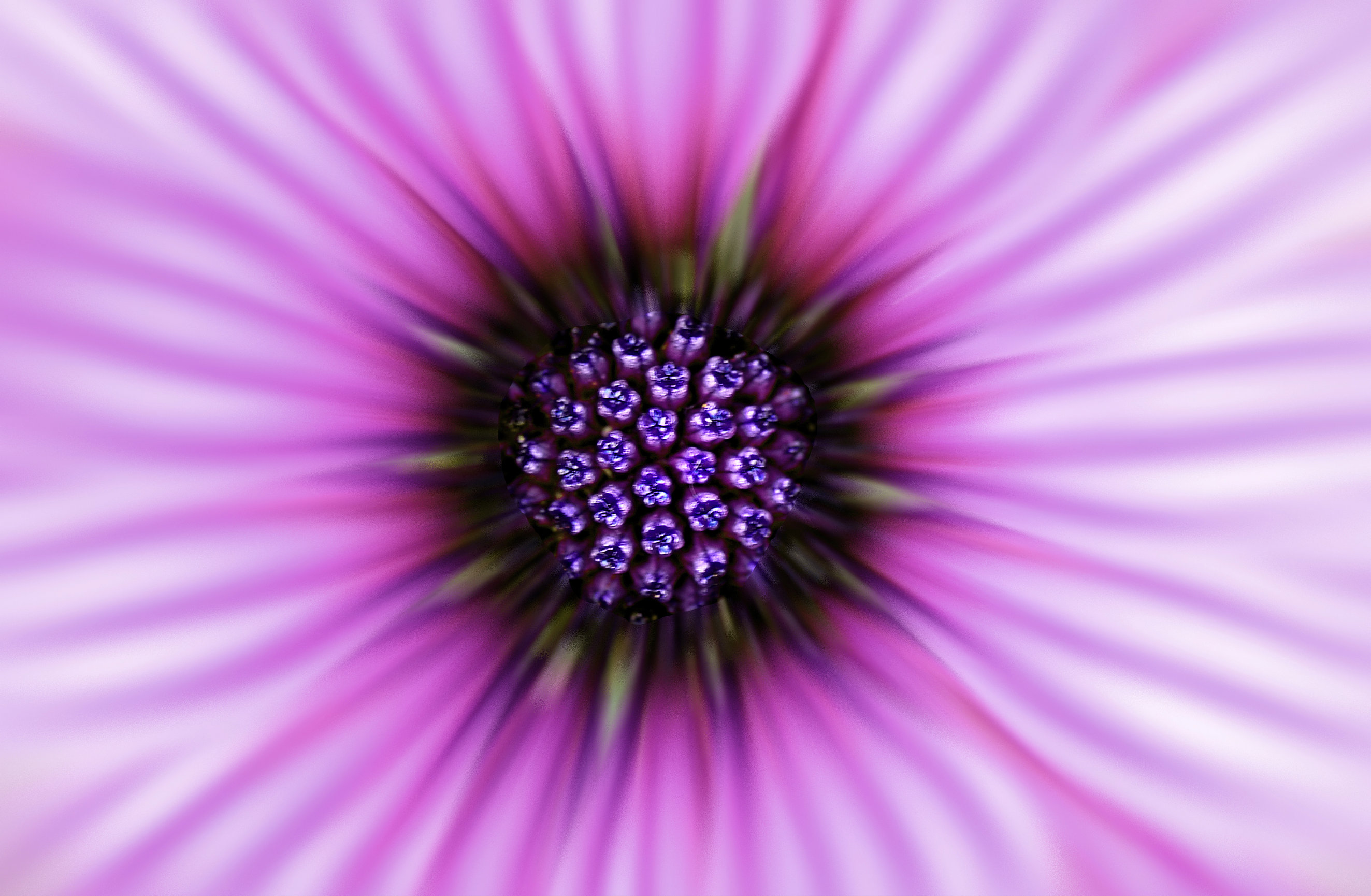 Photoshop Zoom Blur Mike Moats Award Winning Macro Photographer