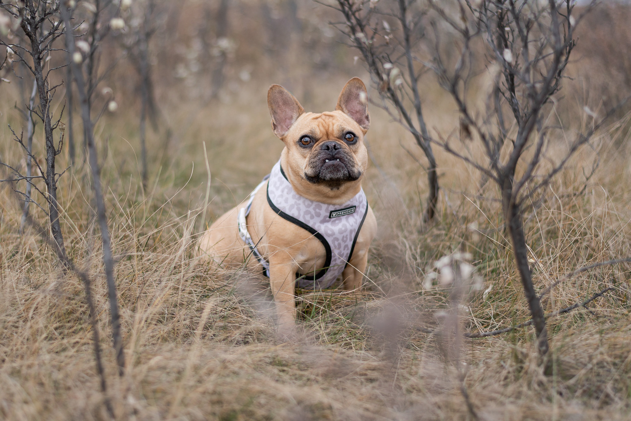 HOME - Savvy Cat Photography