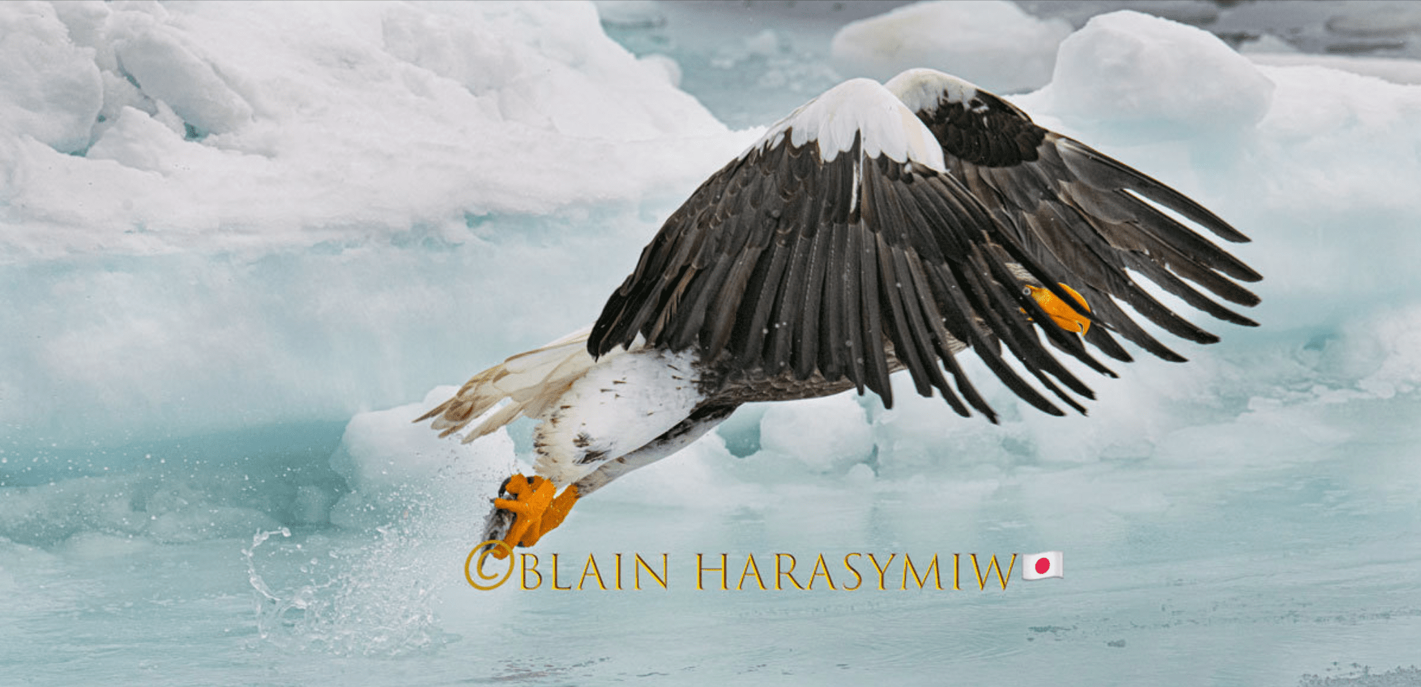 Hokkaido Photo Tour Steller's Sea Eagle - American/Canadian Debut ...