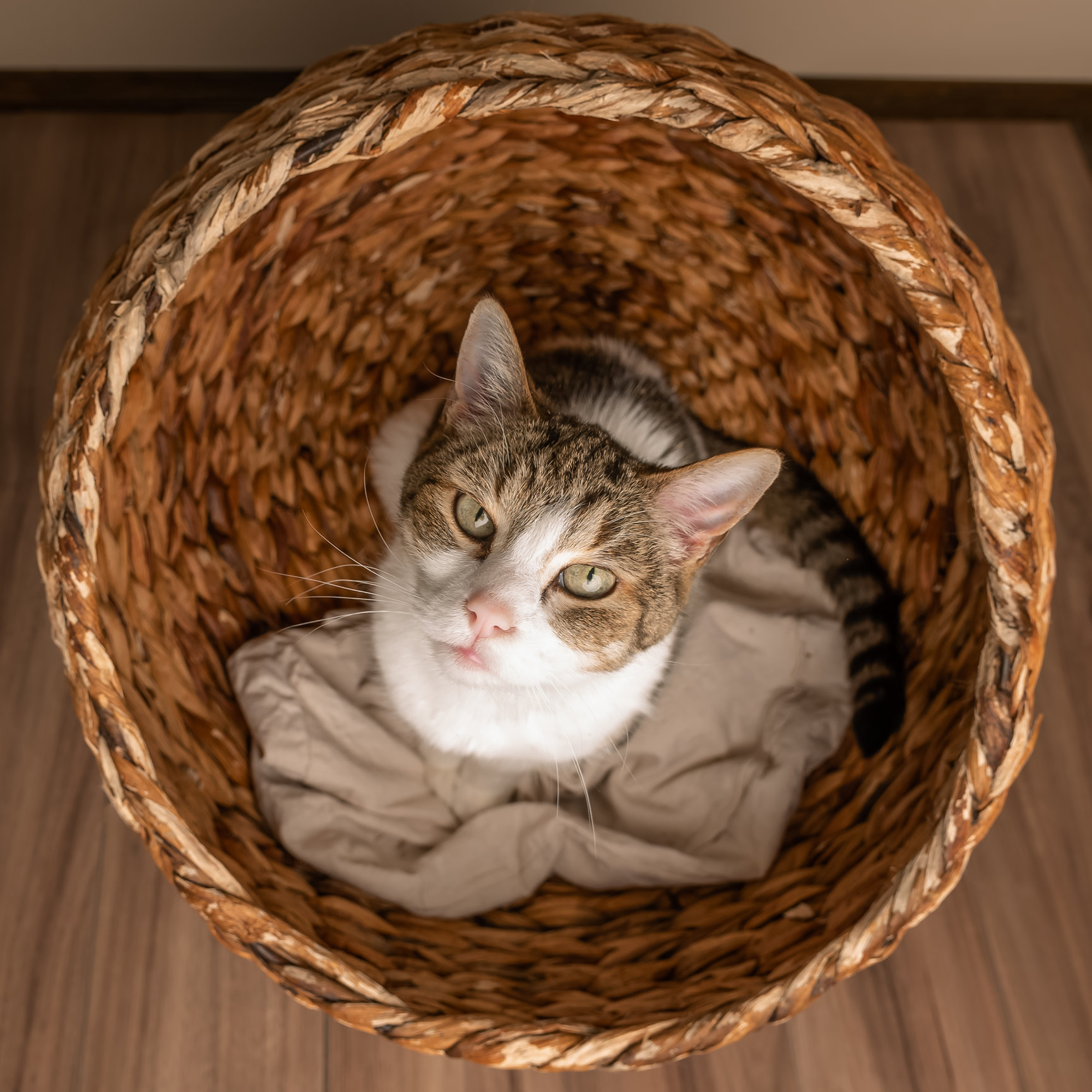 Celebration of Life - Savvy Cat Photography