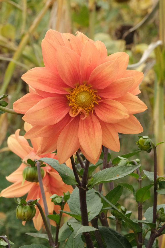 Before and After - Mike Moats - Award Winning Macro Photographer