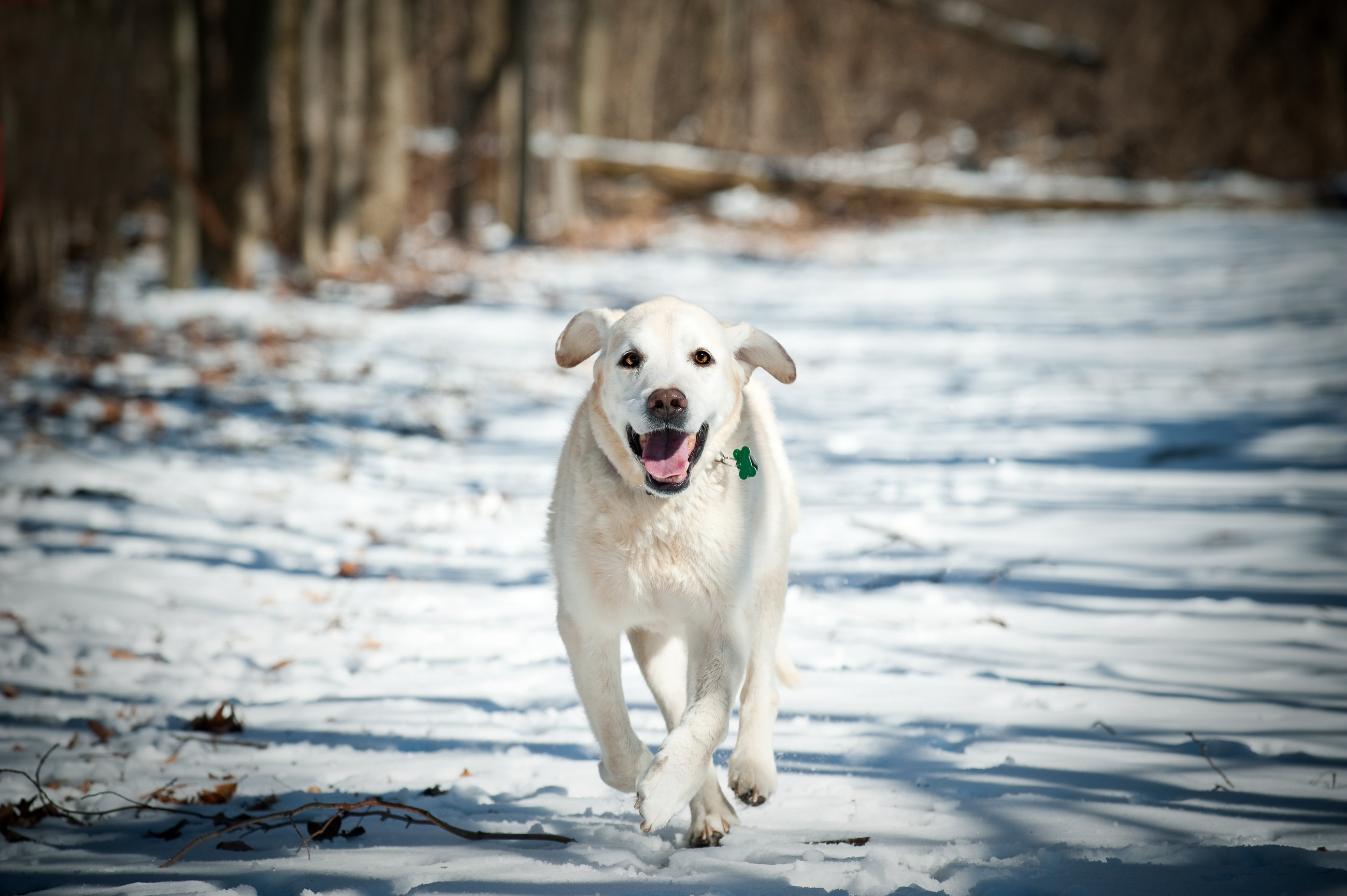 7 Tips to Capturing Stunning Dog Portraits