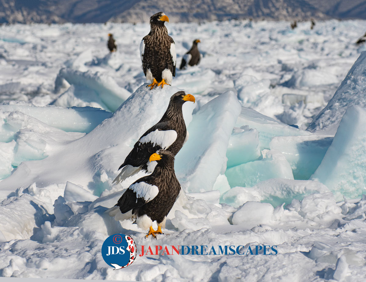First Nations People of Japan - Steller's Sea Eagle God - JAPAN DREAMSCAPES