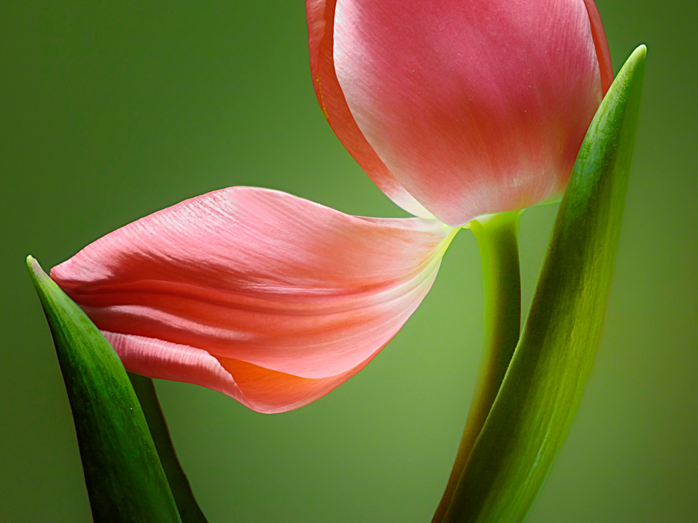 Special Lighting Effects - Mike Moats - Award Winning Macro Photographer