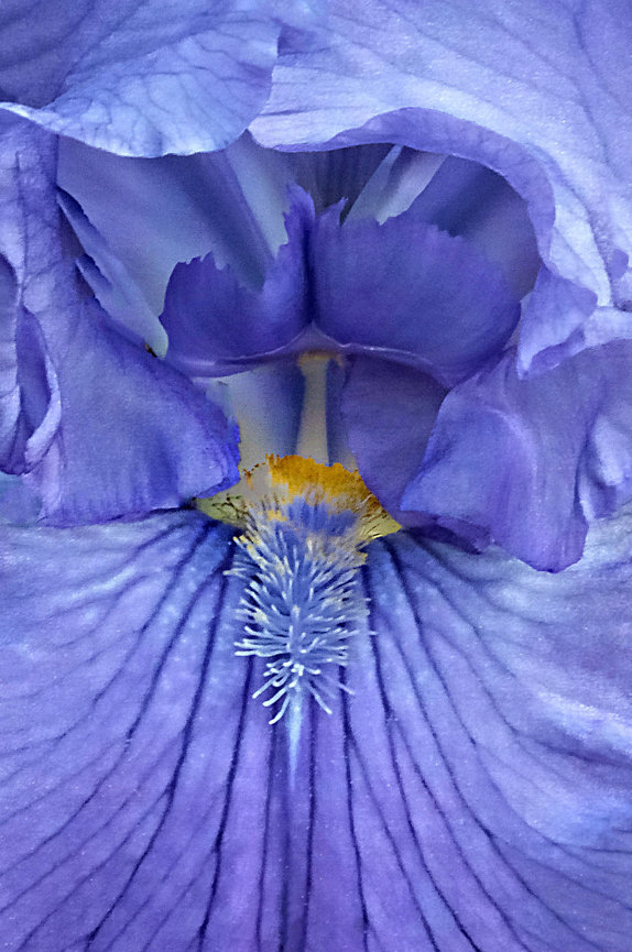 Iris - Before and After - Mike Moats - Award Winning Macro Photographer