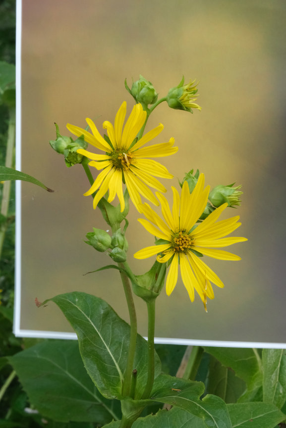 Before and After - Cup Flower - Mike Moats - Award Winning Macro ...