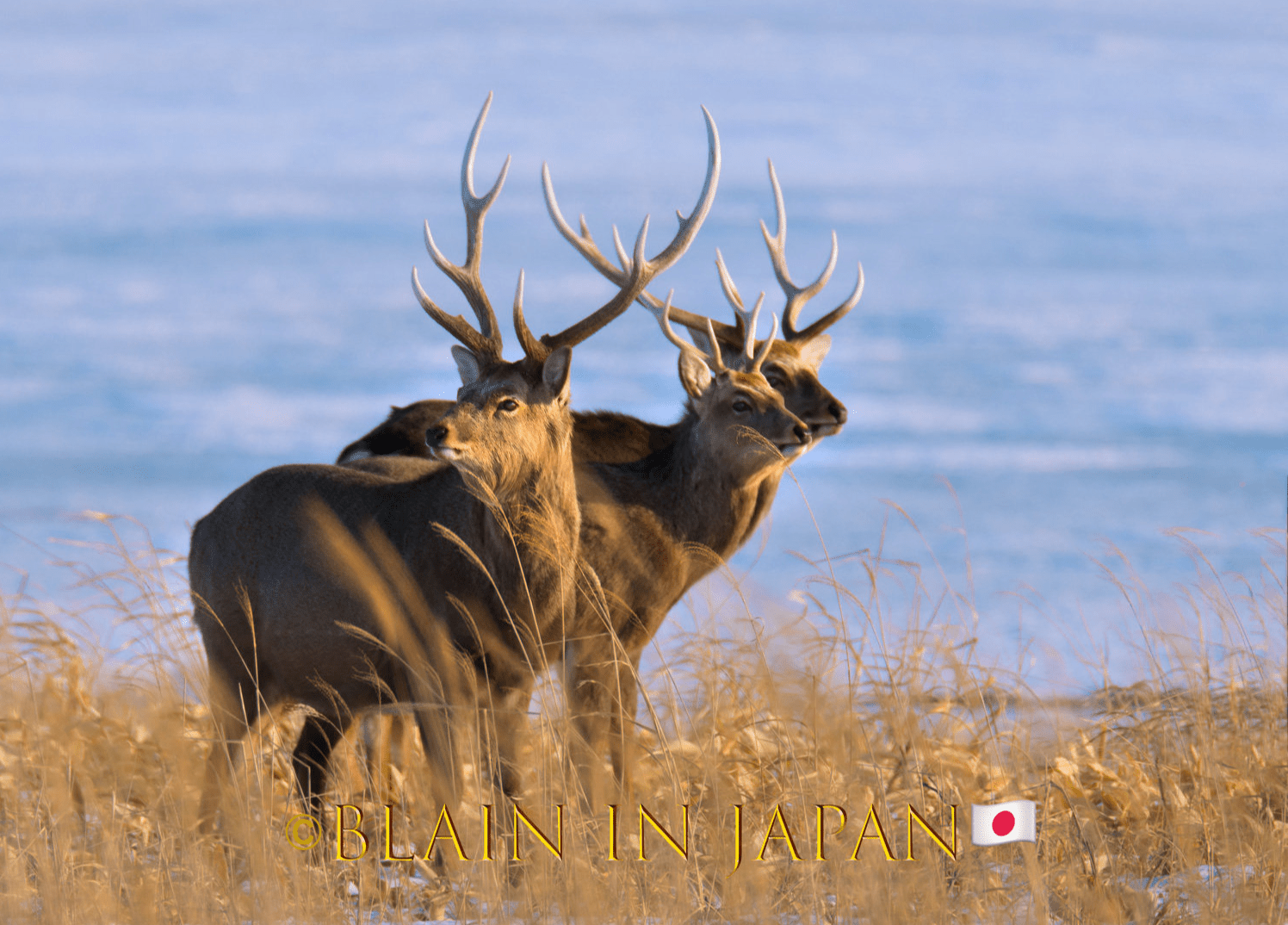 Hokkaido Photography Tour - JAPAN DREAMSCAPES