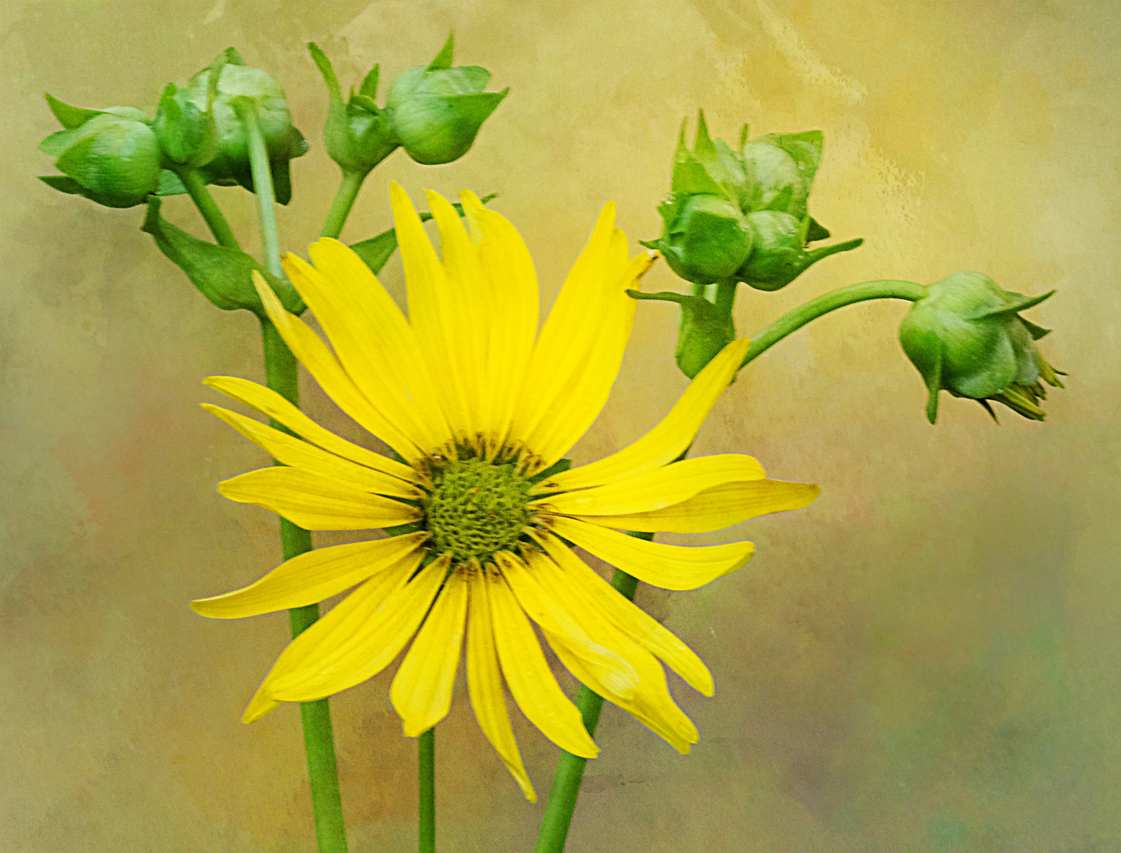 Flowers by Mike Moats | Award Winning Macro Photographer | Sterling, MI