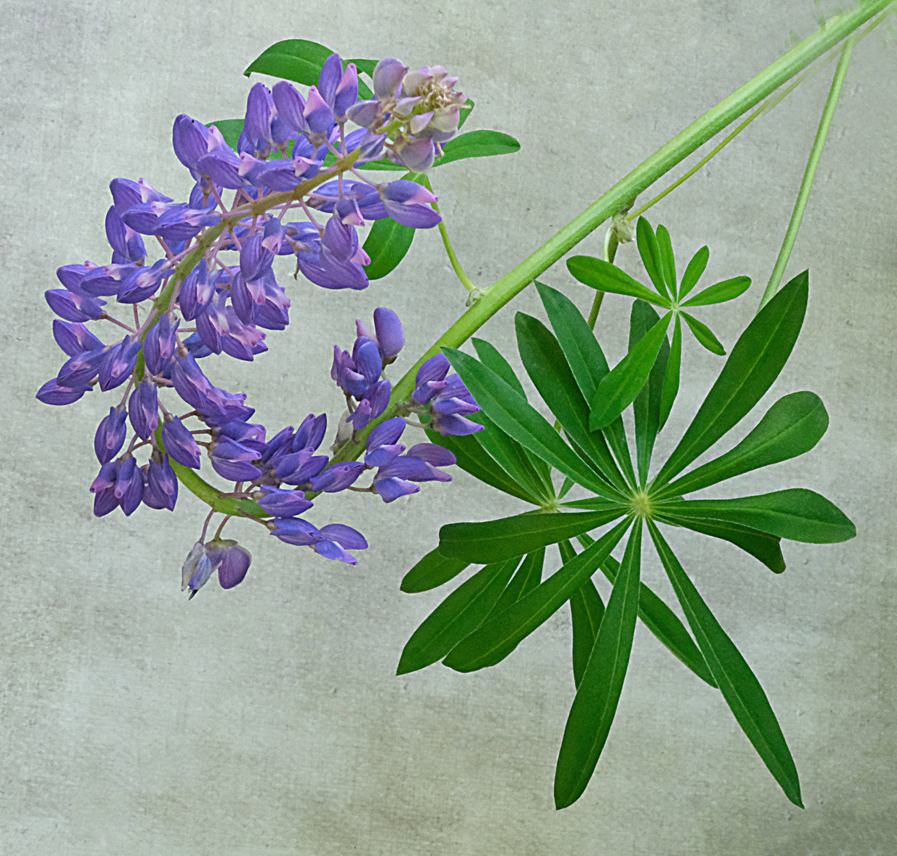 The Best of 2024 - Mike Moats - Award Winning Macro Photographer