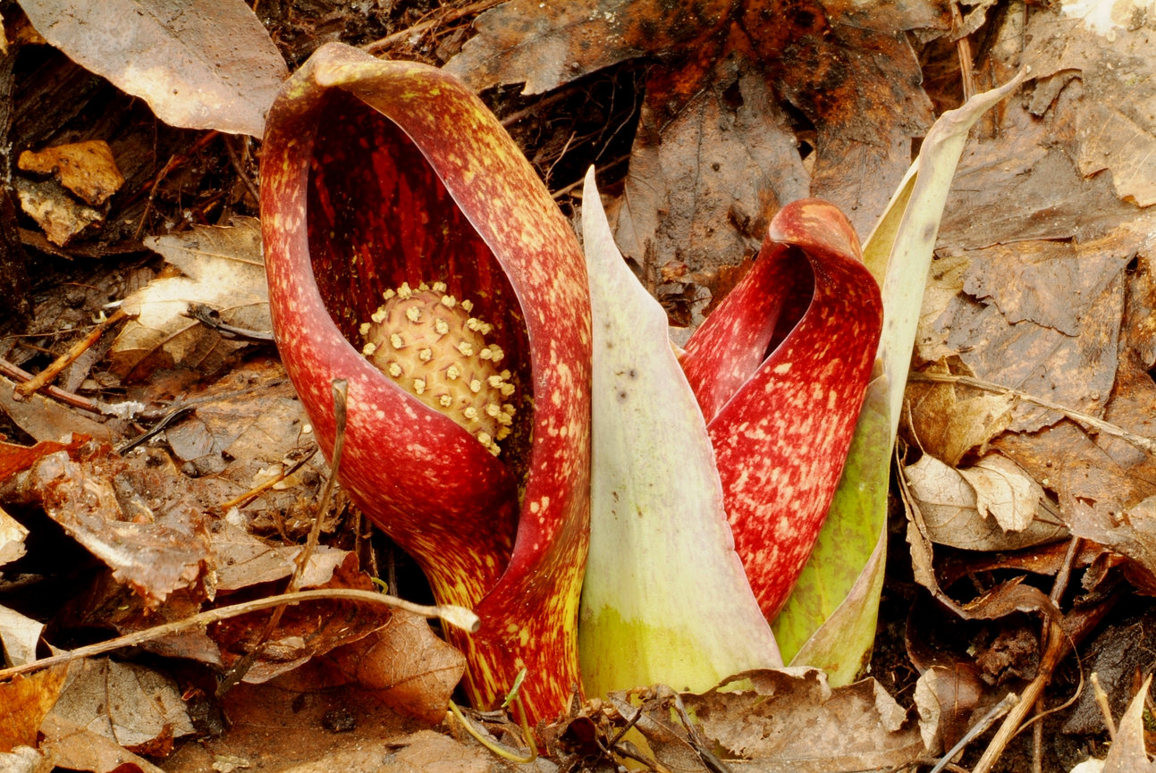 Photographing wildflowers in mid-winter, Michigan??? - Mike Moats ...