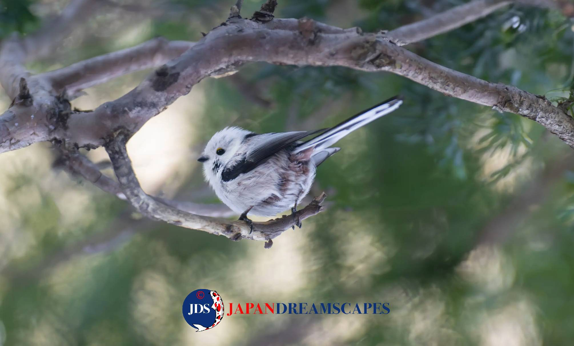 Photograph the Iconic Shima Enaga on a Winter Wildlife Tour in Hokkaido ...